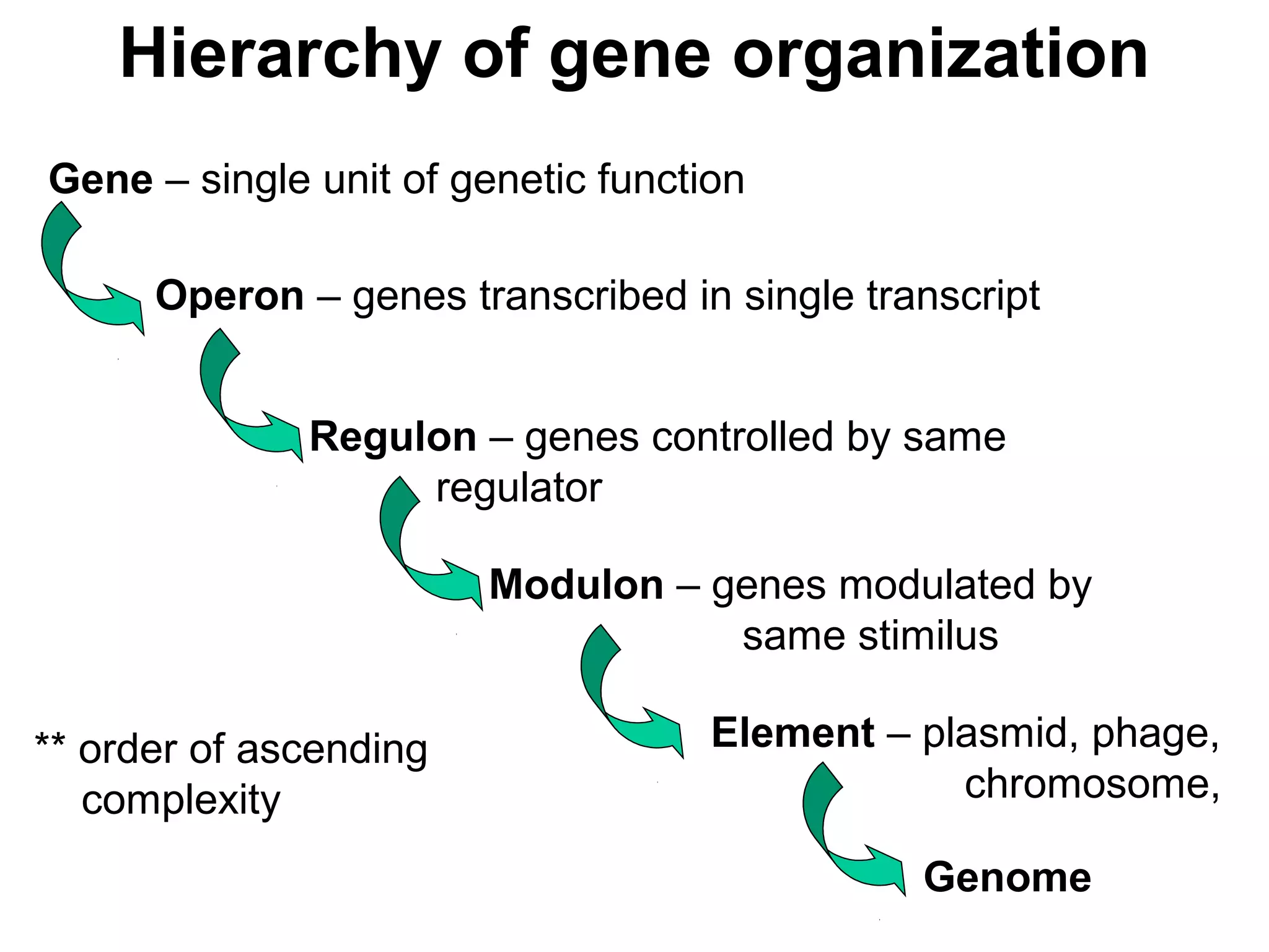 Genome organisation in eukaryotes...........!!!!!!!!!!! | PPT