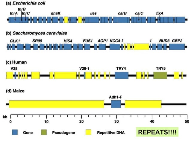 Genome organisation in eukaryotes...........!!!!!!!!!!! | PPT ...