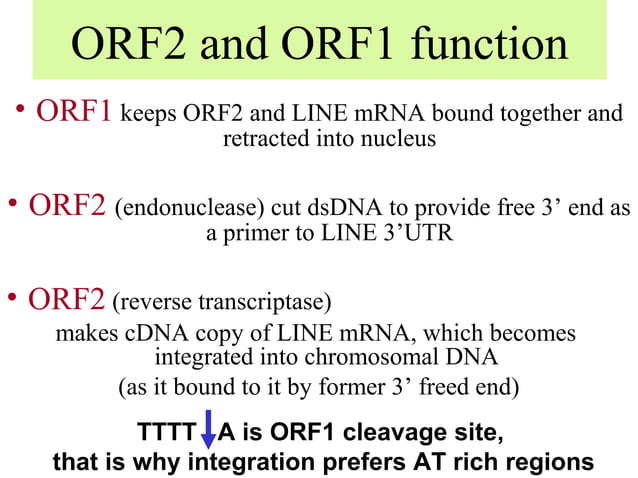 Genome organisation in eukaryotes...........!!!!!!!!!!! | PPT ...