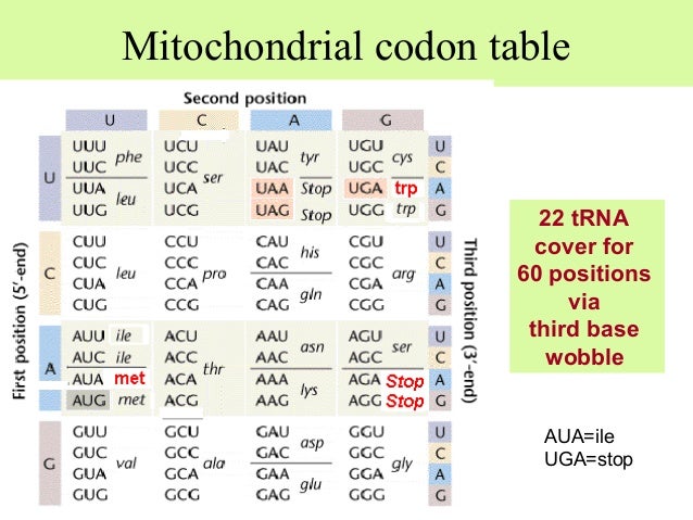 Genome organisation in eukaryotes...........!!!!!!!!!!!