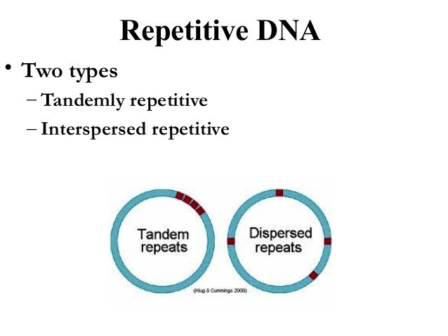 Genome organisation in eukaryotes...........!!!!!!!!!!!