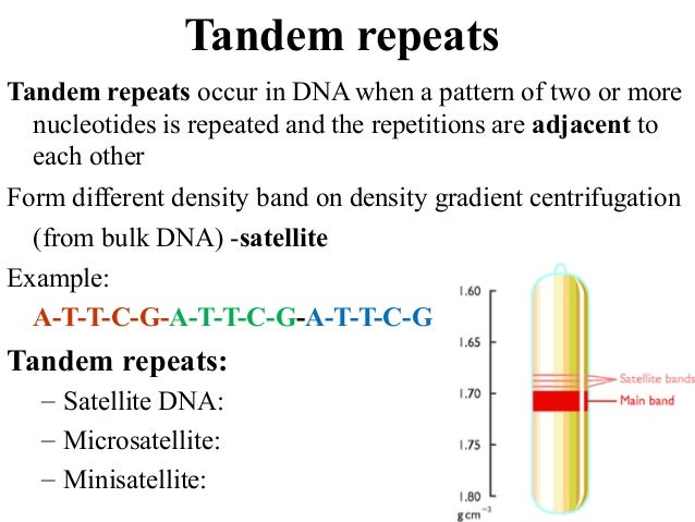 Genome organisation in eukaryotes...........!!!!!!!!!!!