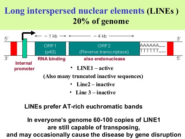Genome organisation in eukaryotes...........!!!!!!!!!!!