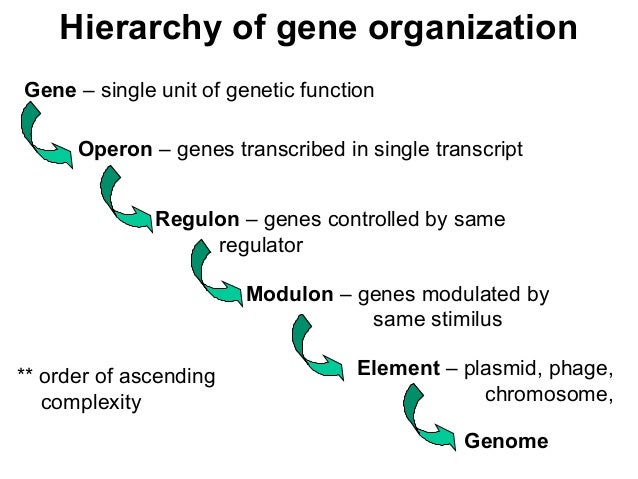 Genome organisation in eukaryotes...........!!!!!!!!!!!