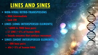 Genome organisation | PDF