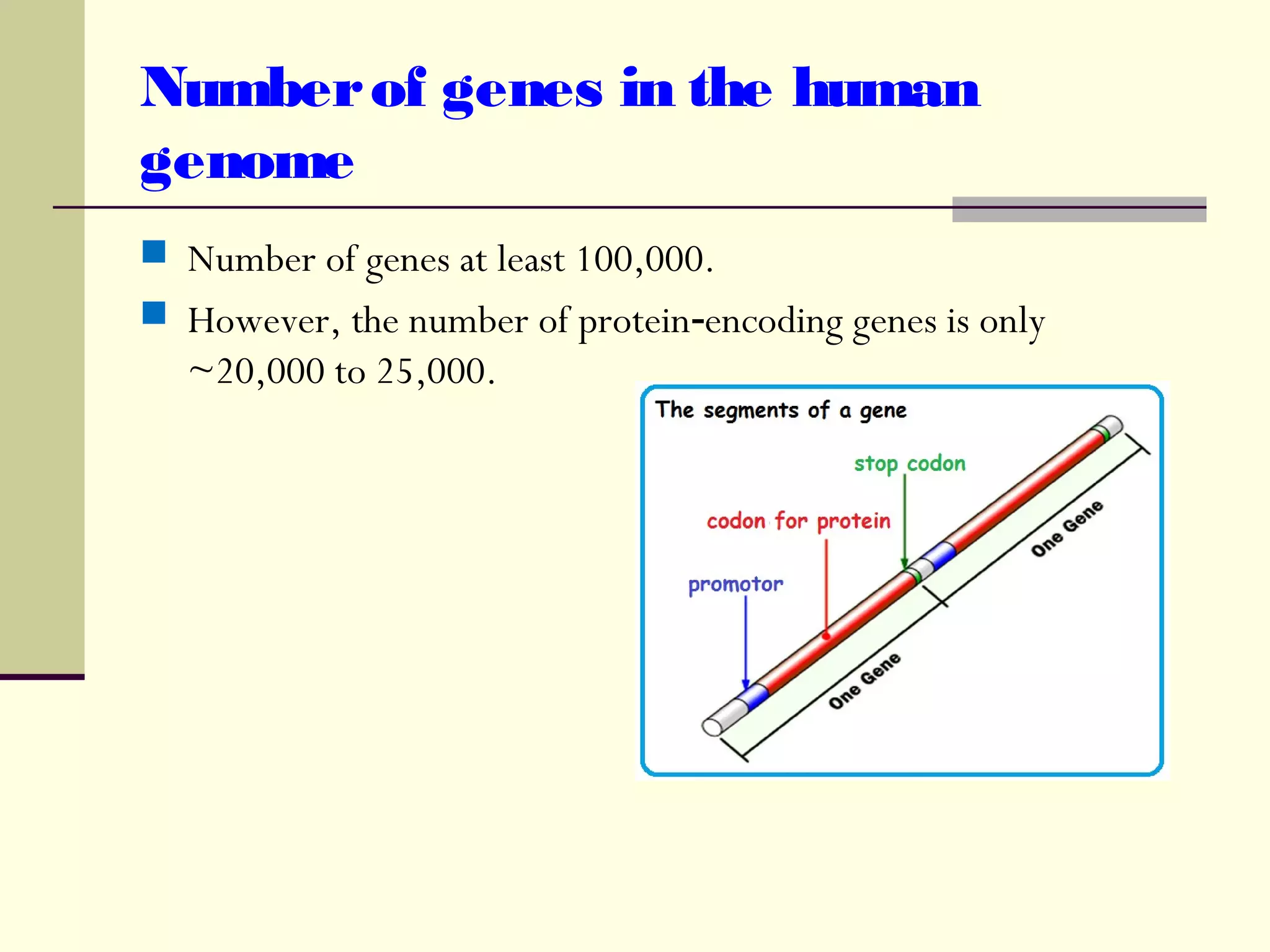 Genome organisation | PPT