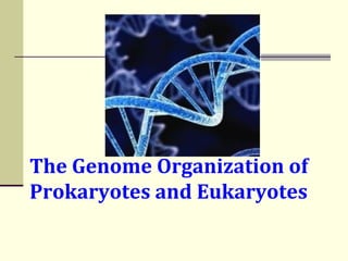Genome organisation | PPT