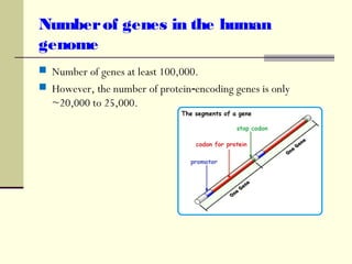 Genome organisation | PPT
