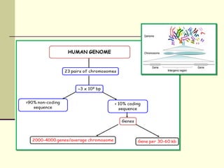 Genome organisation | PPT