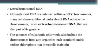Genome organisation | PPTX | Biological Sciences | Science