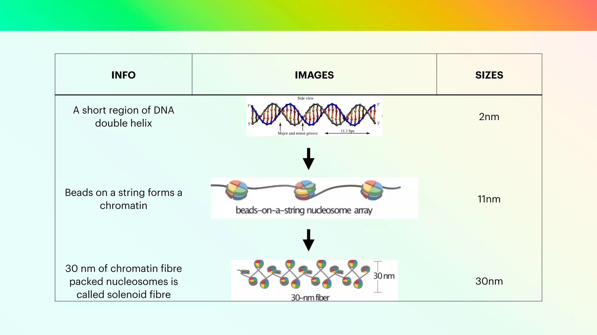 GENOME ORGANISATION.pdf