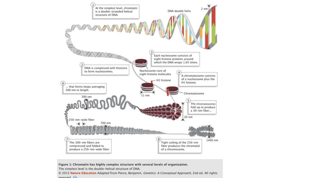 GENOME ORGANISATION.pdf
