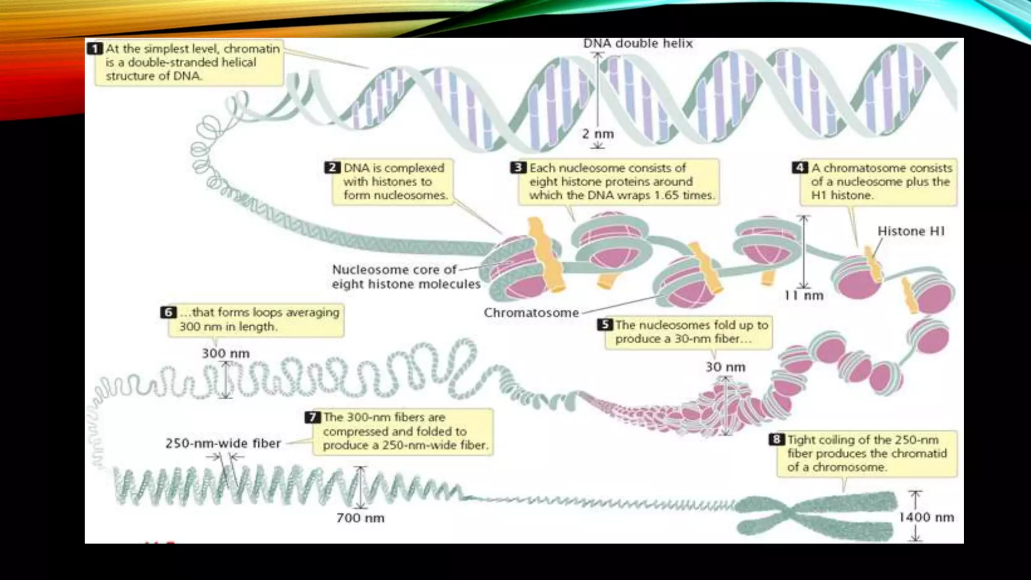 Genome organisation in prokaryotes and eukaryotes | PPTX