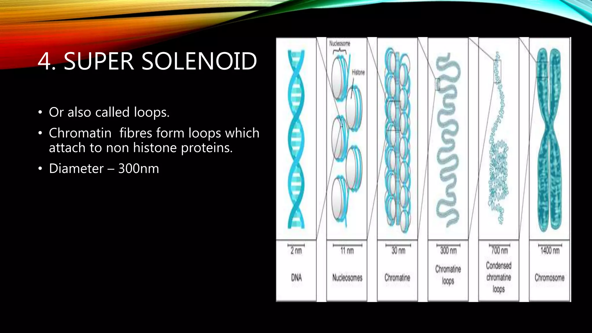 Genome organisation in prokaryotes and eukaryotes | PPTX