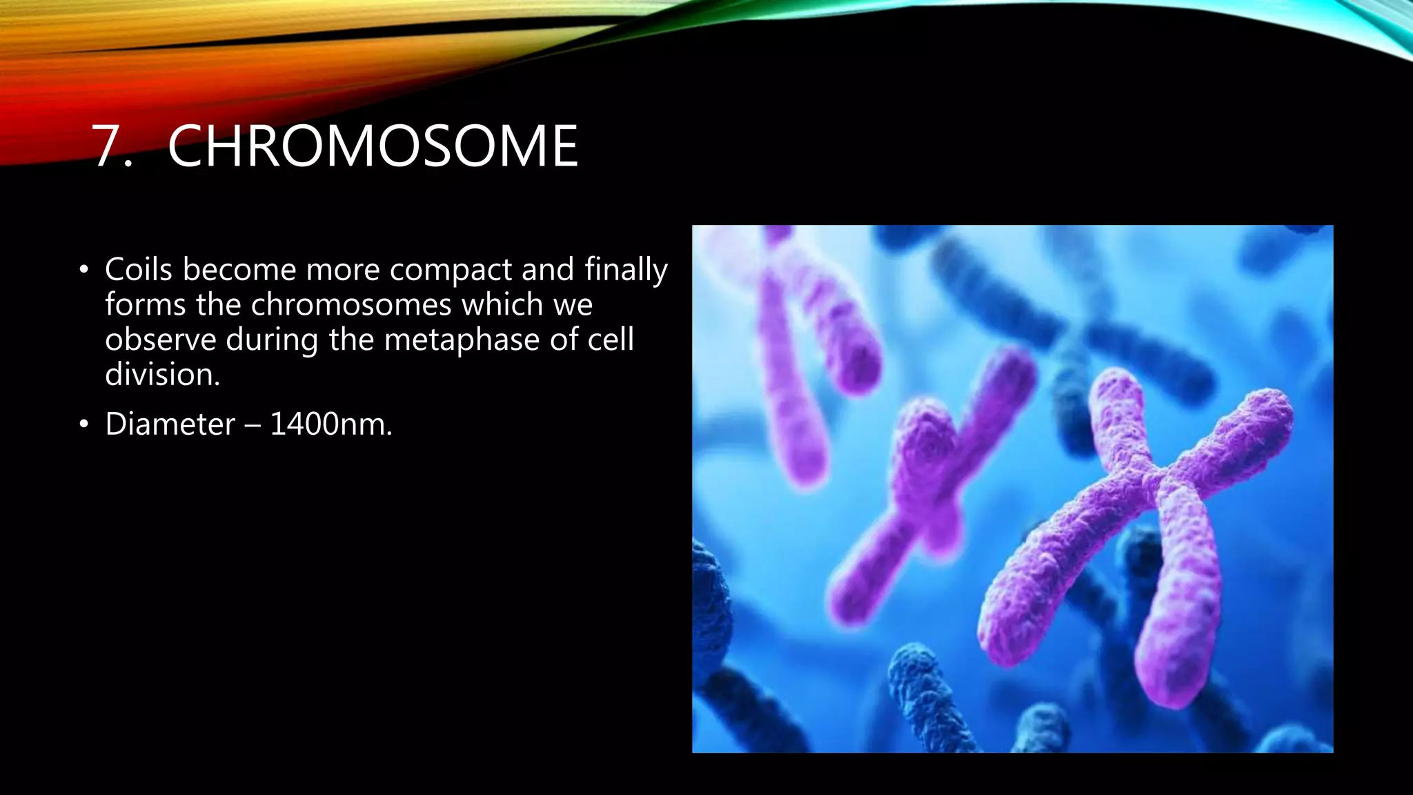 Genome organisation in prokaryotes and eukaryotes | PPTX