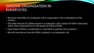 Genome organisation in prokaryotes and eukaryotes | PPTX