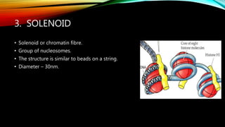 Genome organisation in prokaryotes and eukaryotes | PPTX