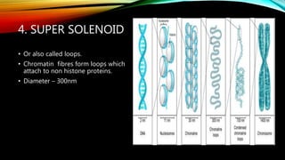 Genome organisation in prokaryotes and eukaryotes | PPTX
