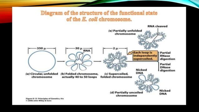 Genome organisation in prokaryotes and eukaryotes | PPTX