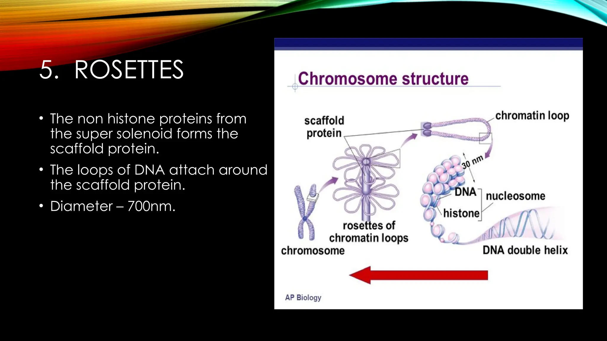 genome organisation in prokaryotes and eukaryotes.pptx