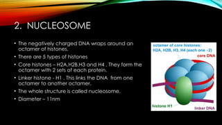 genome organisation in prokaryotes and eukaryotes.pptx