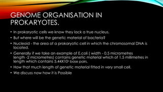 genome organisation in prokaryotes and eukaryotes.pptx