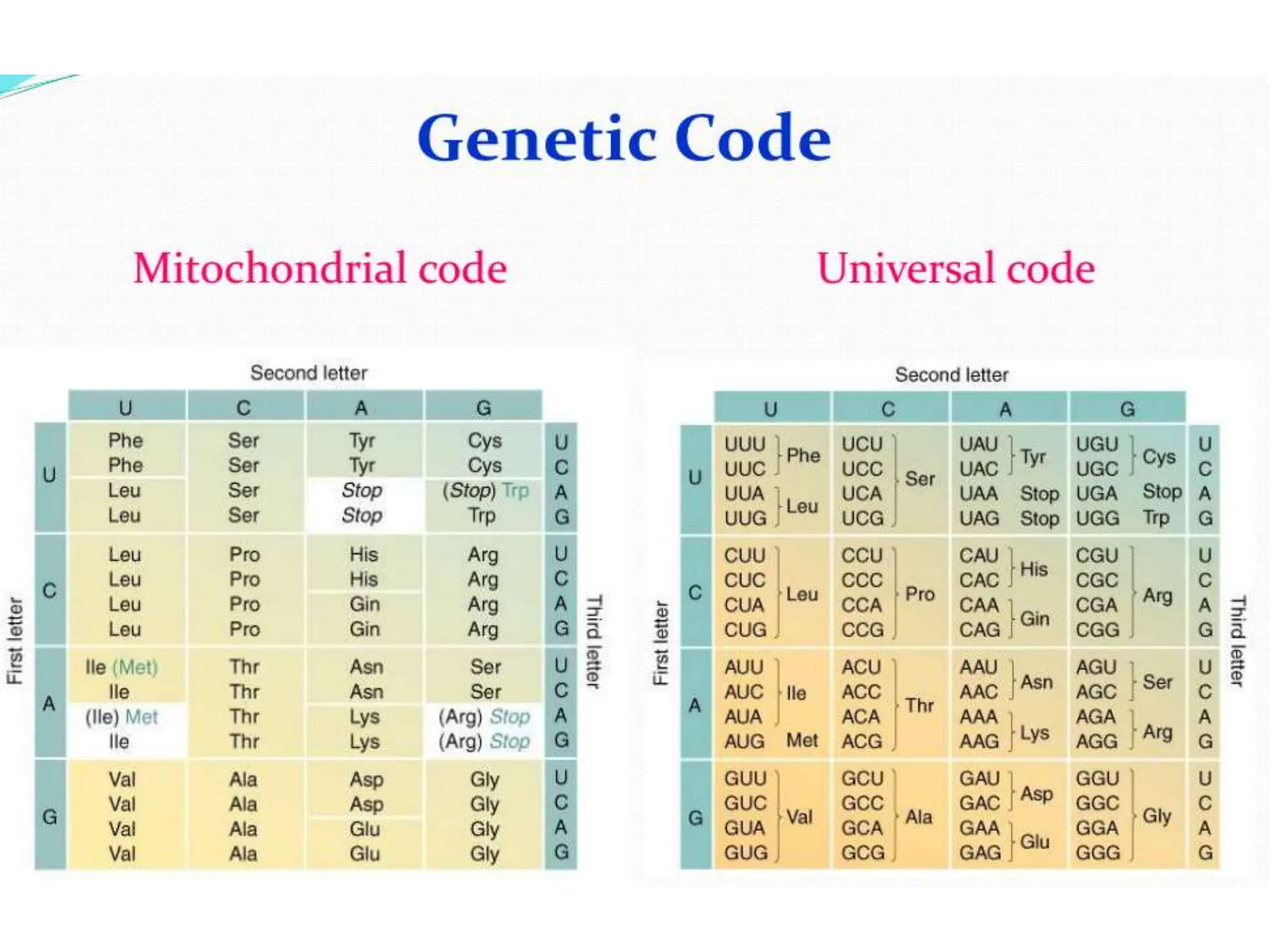 Genome organisation of Mitochondria.pptx