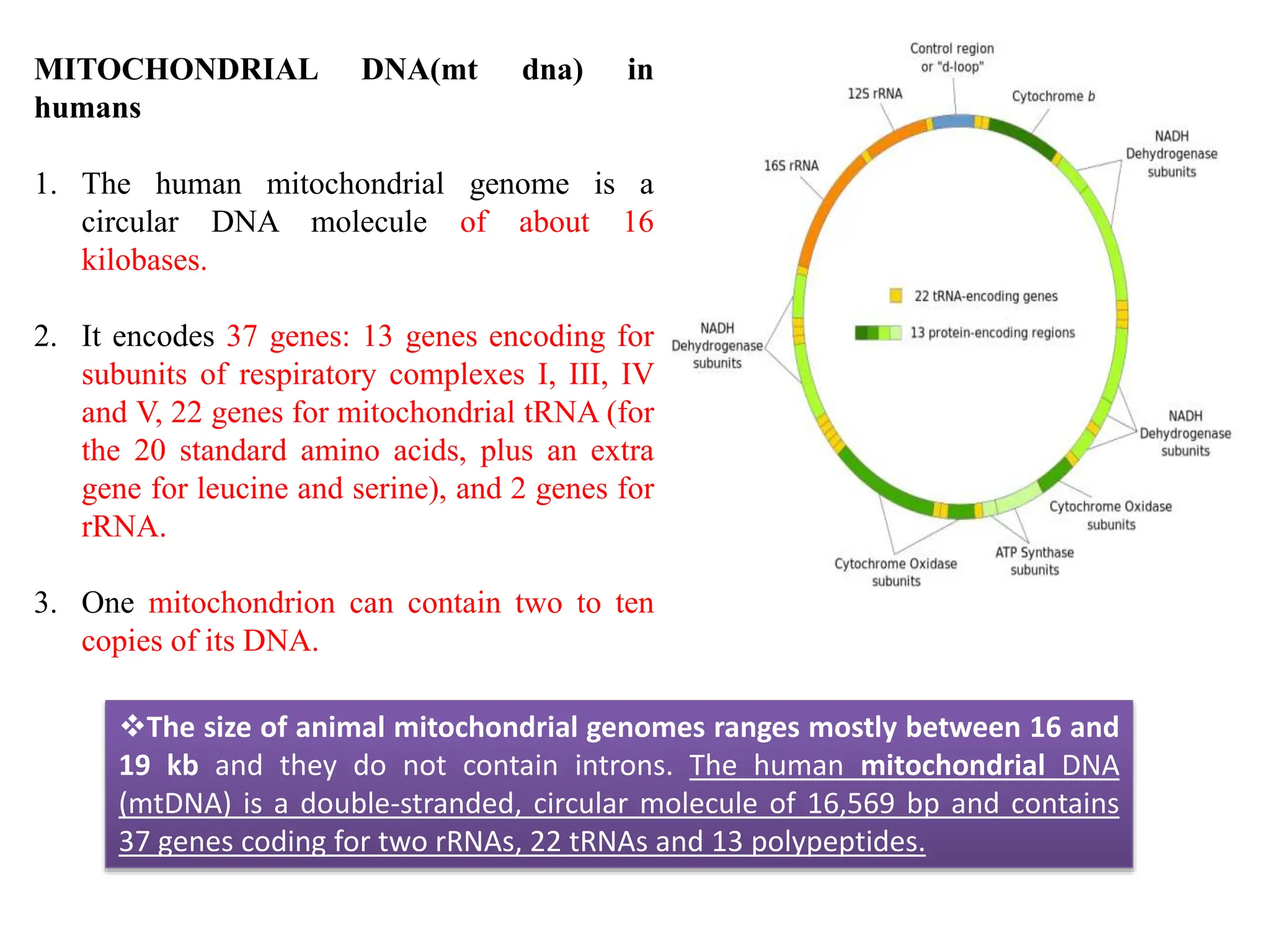 Genome organisation of Mitochondria.pptx