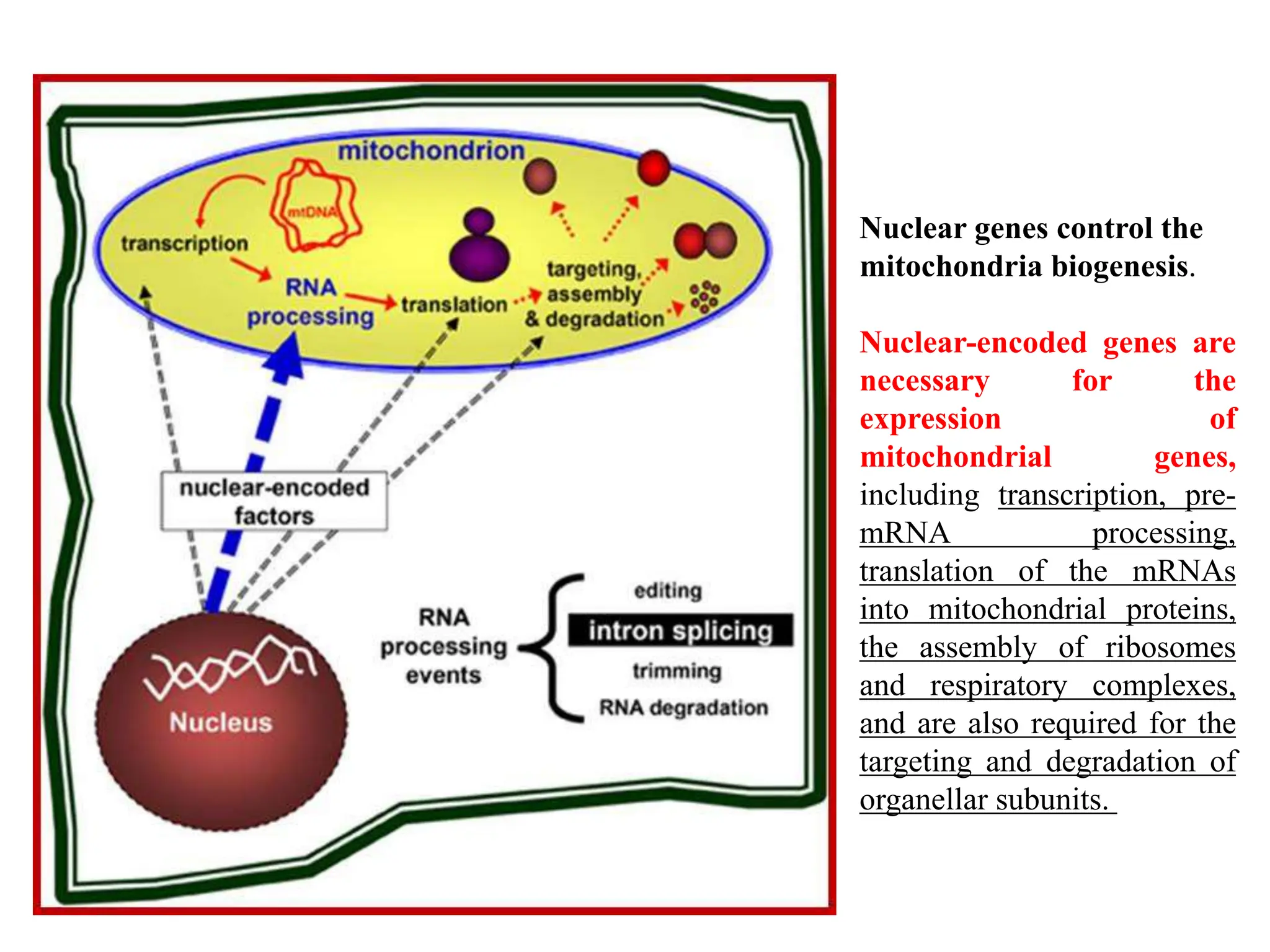 Genome organisation of Mitochondria.pptx