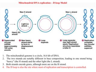 Genome organisation of Mitochondria.pptx