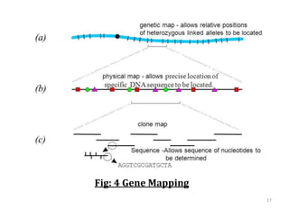 Genome organization | PPTX
