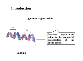 Genome organization | PPTX
