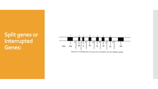 Genome organization | PDF