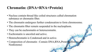 Genome organization.pptx
