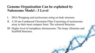 Genome organization.pptx