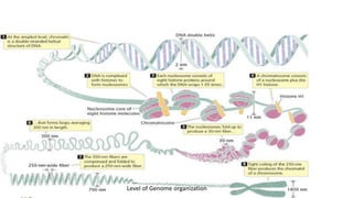 Genome organization.pptx