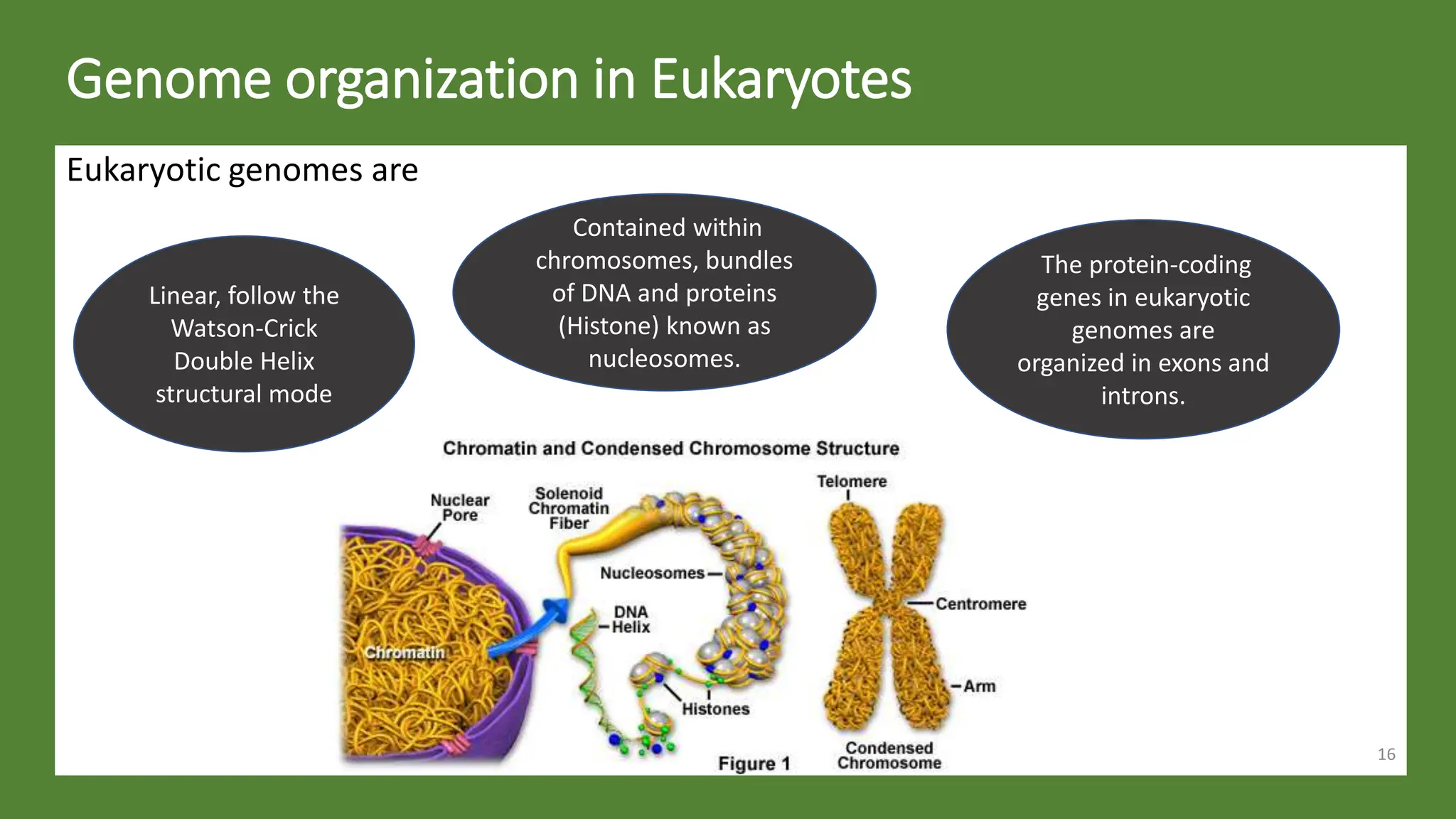 Genome organization in virus,bacteria and eukaryotes.pptx