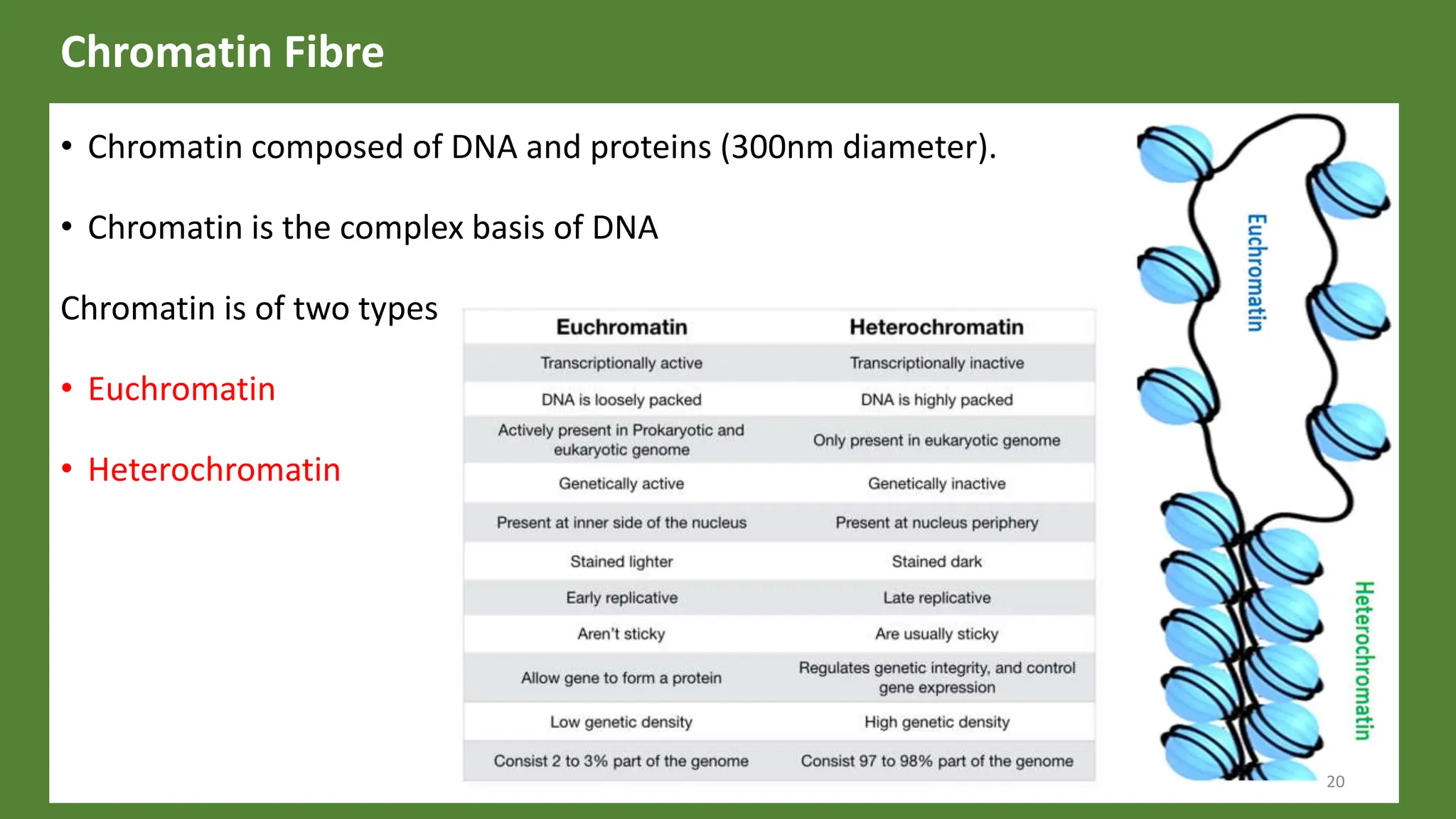 Genome organization in virus,bacteria and eukaryotes.pptx