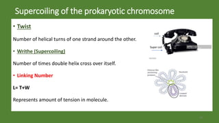 Genome organization in virus,bacteria and eukaryotes.pptx