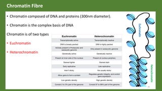 Genome organization in virus,bacteria and eukaryotes.pptx