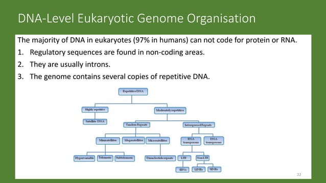 Genome organization in virus,bacteria and eukaryotes.pptx