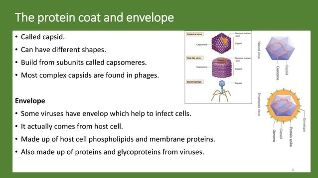 Genome organization in virus,bacteria and eukaryotes.pptx