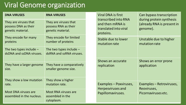 Genome organization in virus,bacteria and eukaryotes.pptx