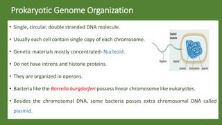 Genome organization in virus,bacteria and eukaryotes.pptx