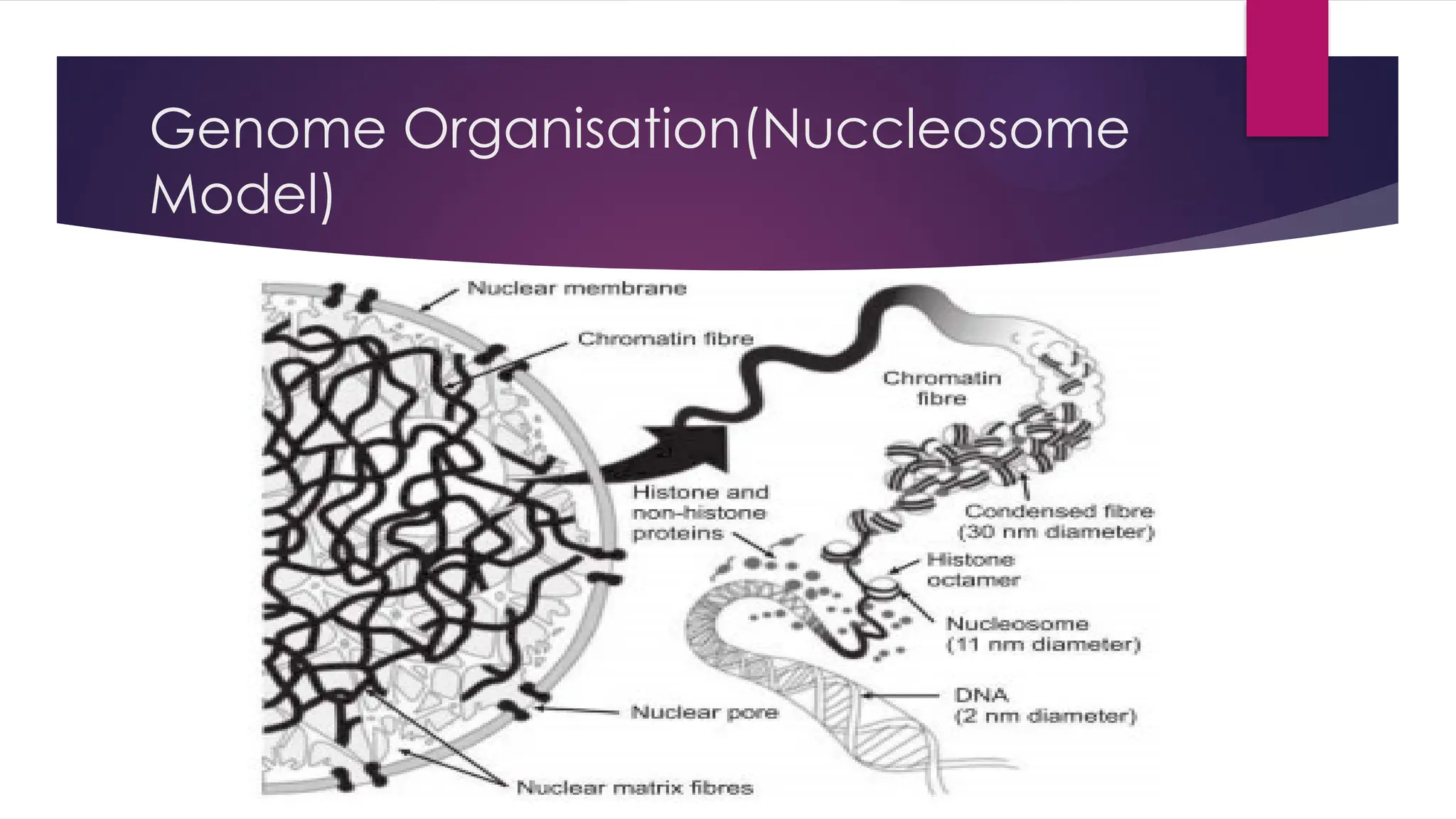 Genome Organization Presentation ppt.pptx