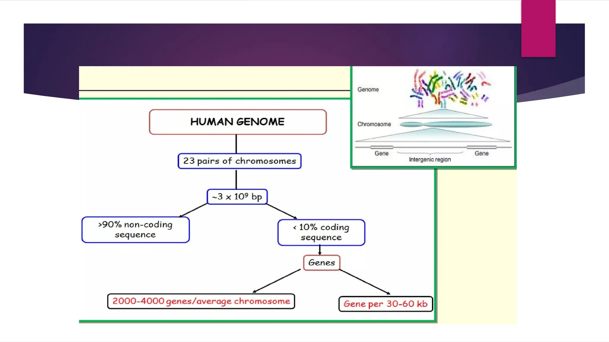 Genome Organization Presentation ppt.pptx