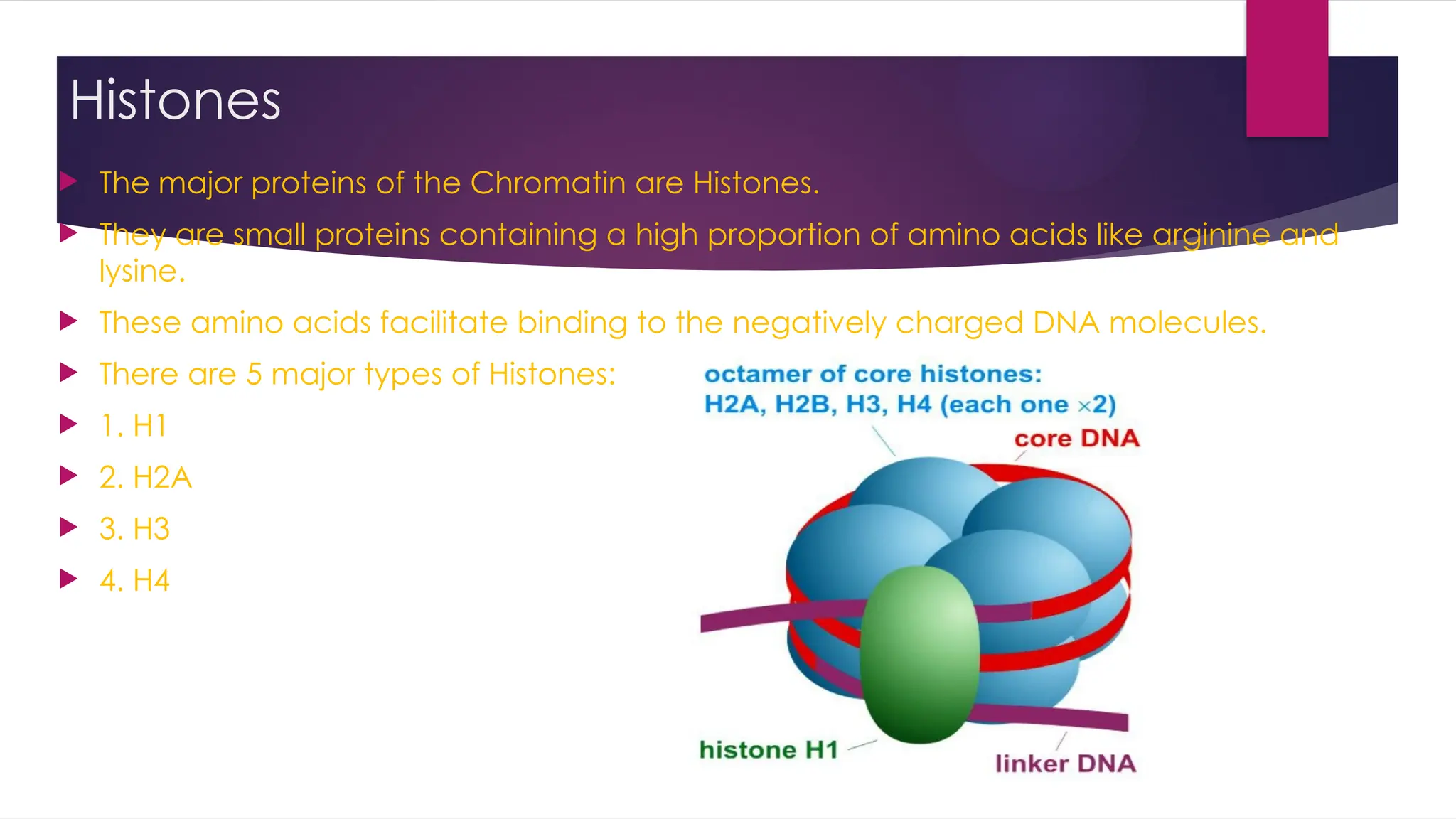 Genome Organization Presentation ppt.pptx