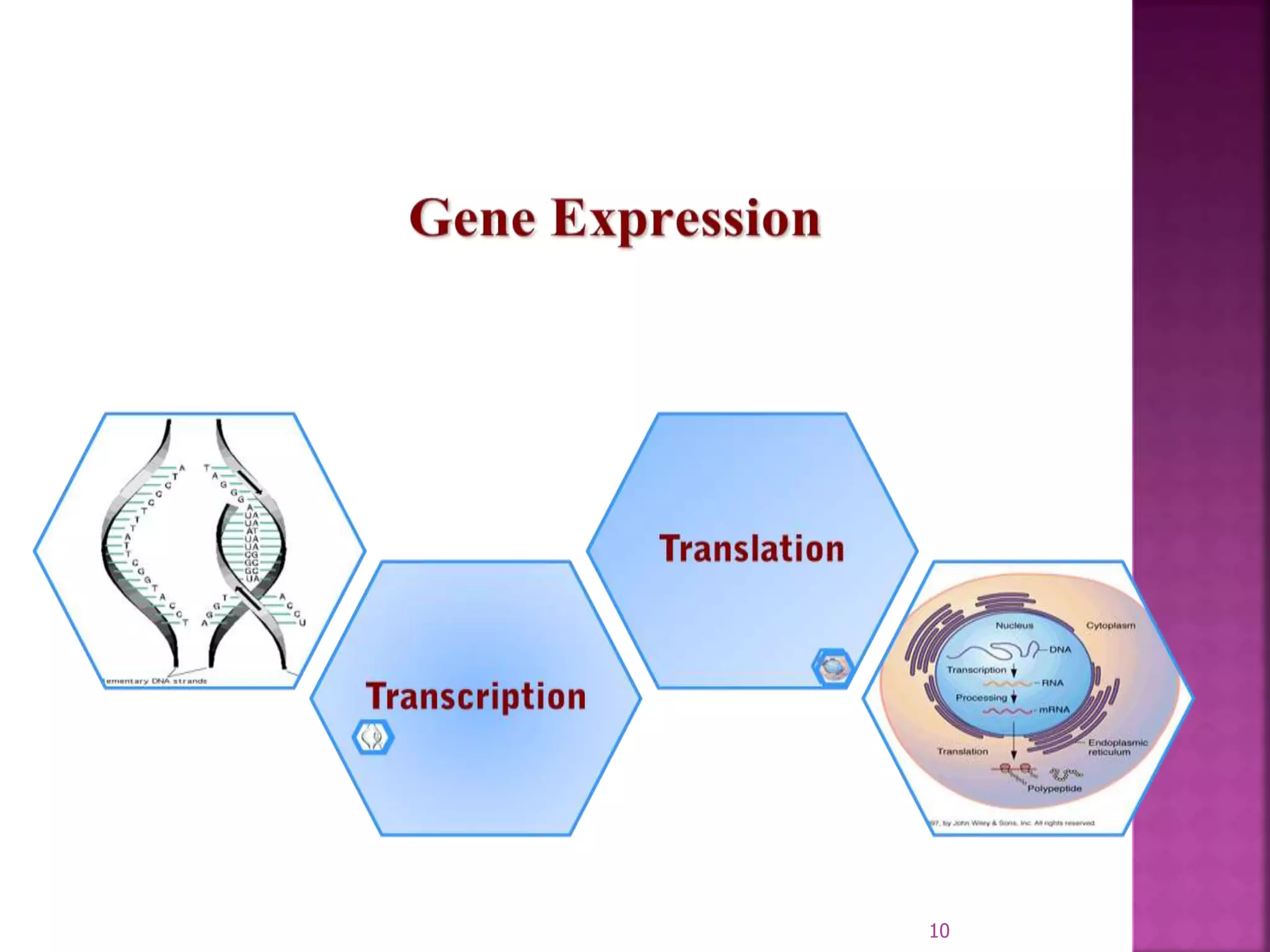 Genome organization and gene expression and its regulation | PPTX