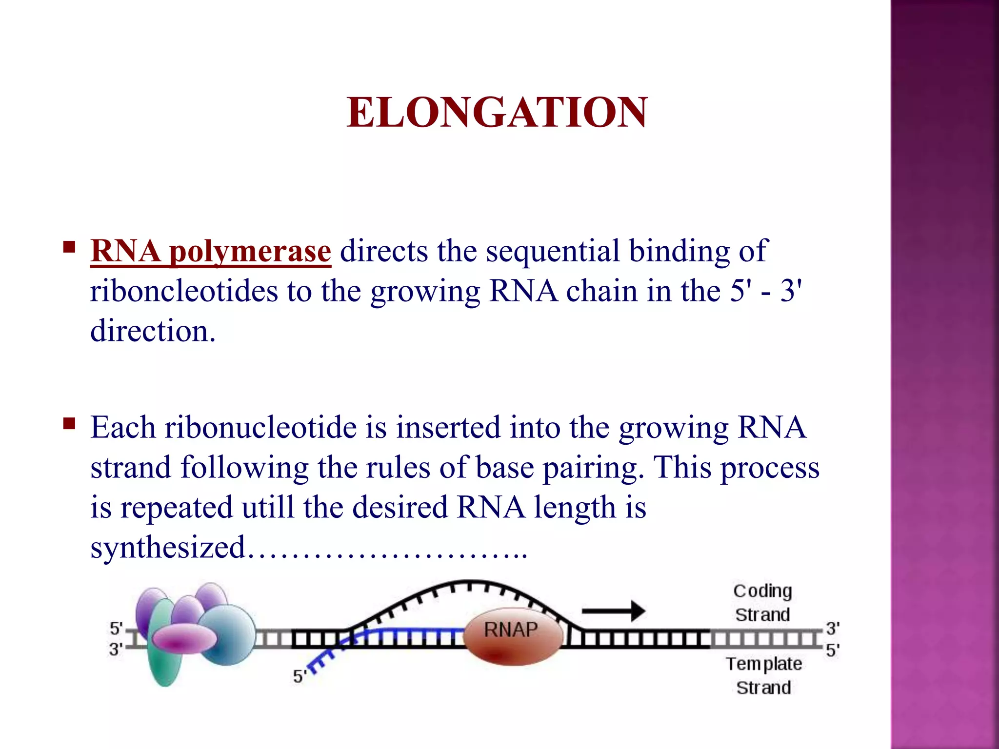 Genome organization and gene expression and its regulation | PPTX