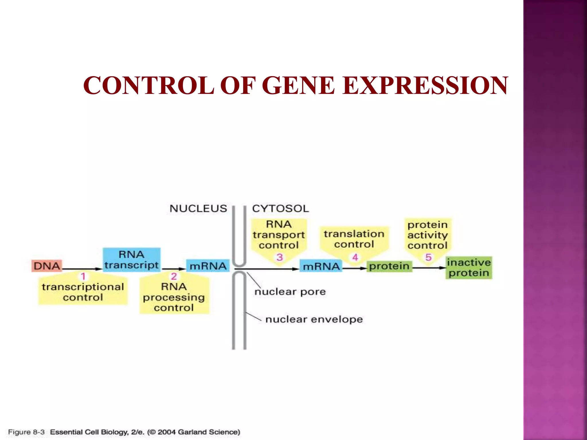 Genome organization and gene expression and its regulation | PPTX